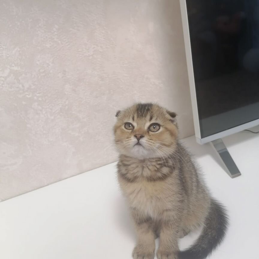 Шотландская вислоухая кошка