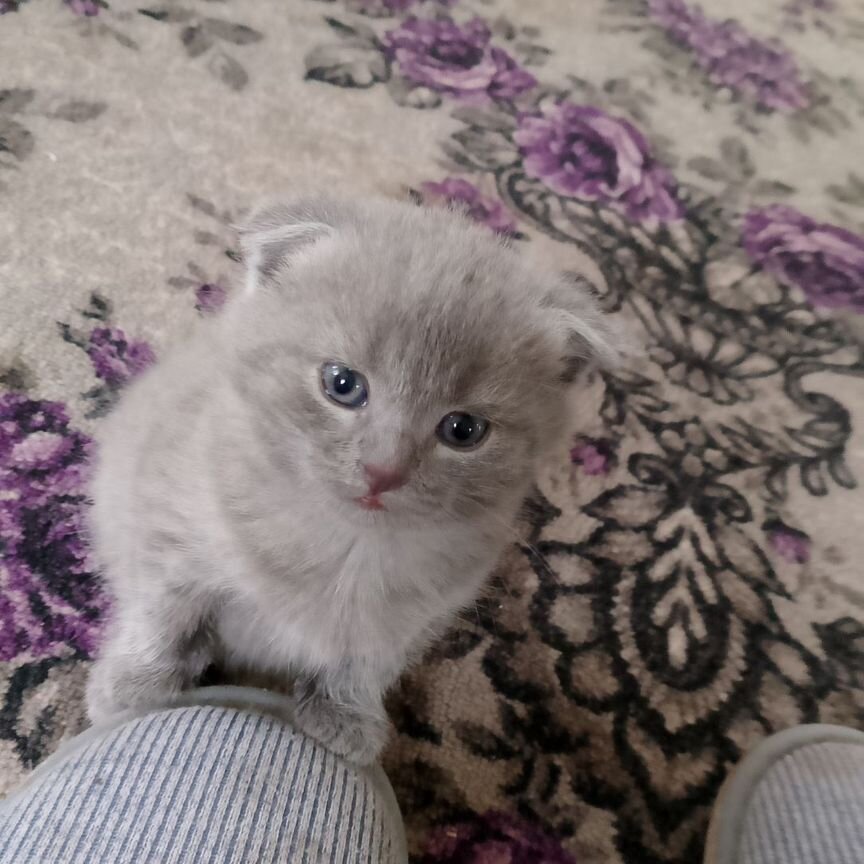 Шотланка 1,5 месяца