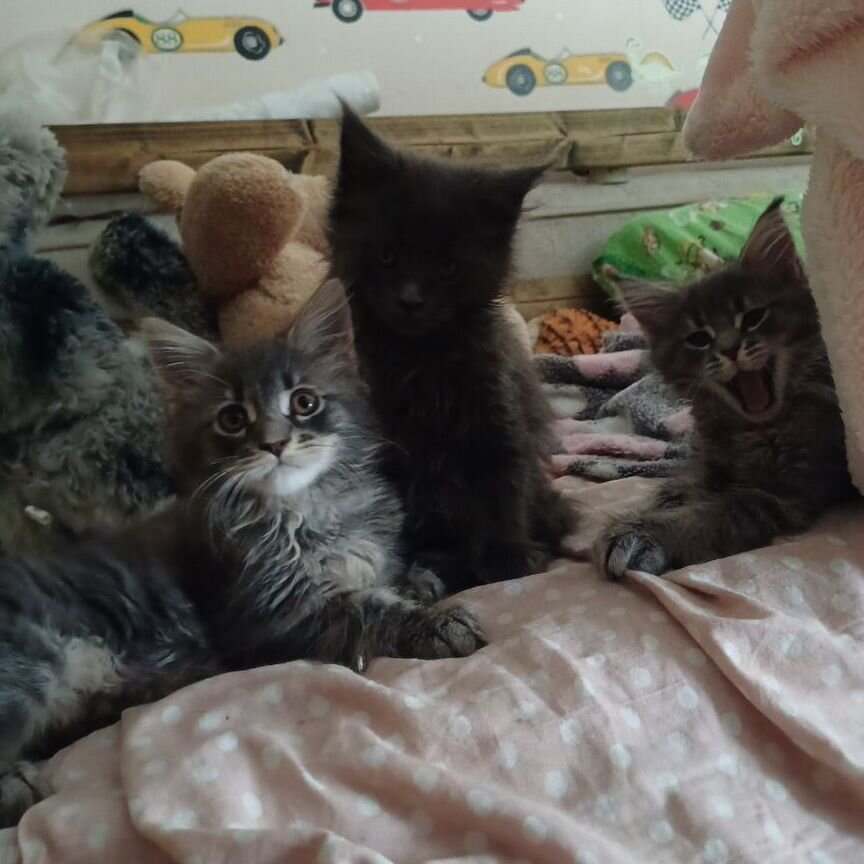 Котята мейн-кун
