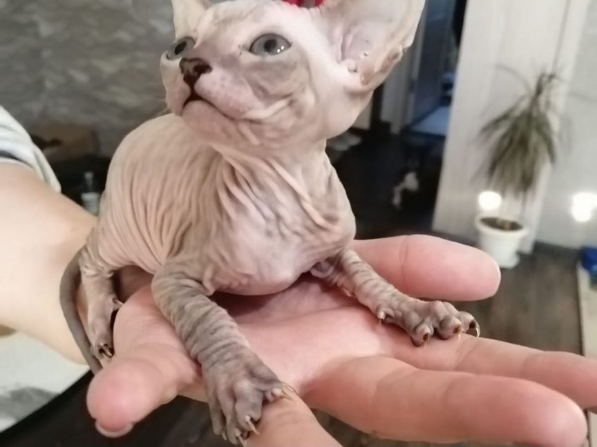 Донской сфинкс котята