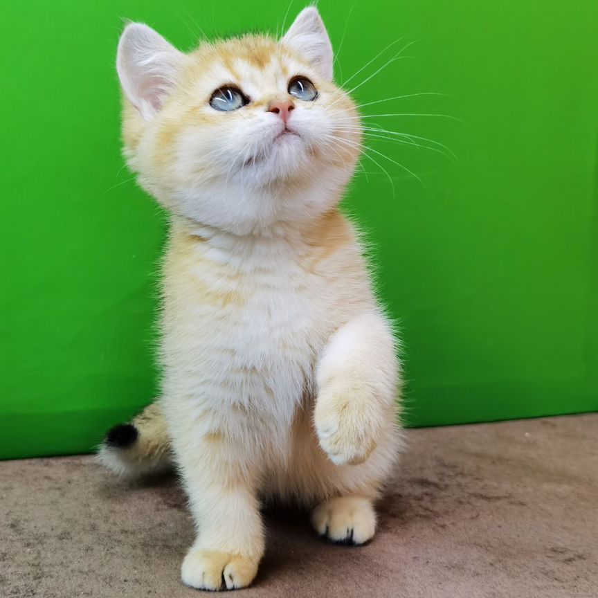 Британский короткошёрстный котёнок