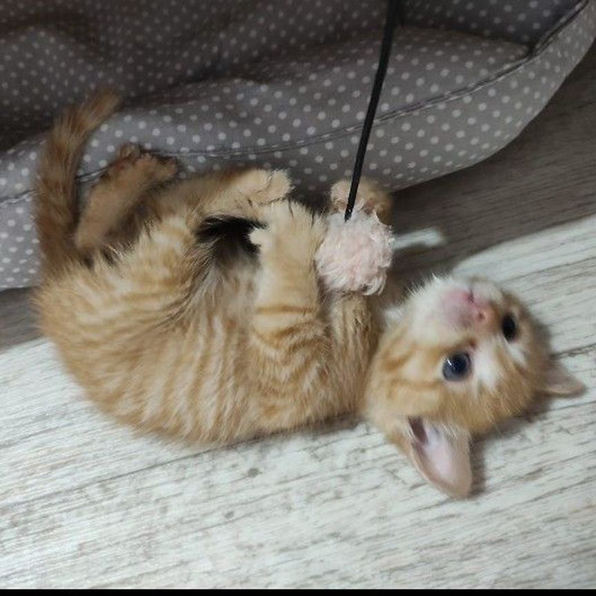 Рыжая девочка 1,5 мес