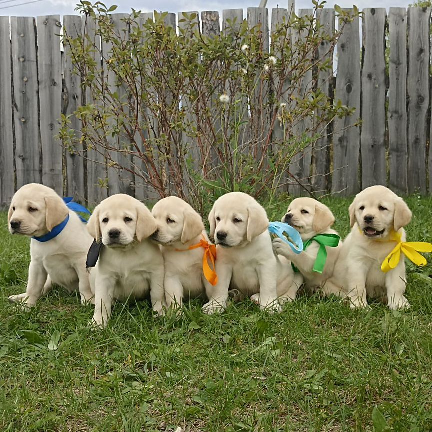 Щенки лабрадора