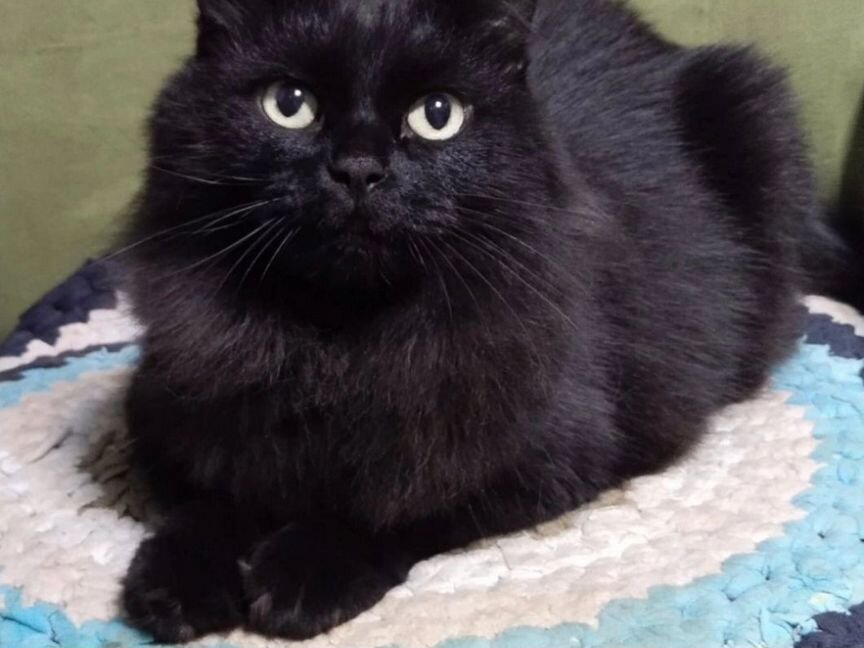 Кошка