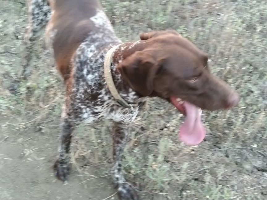 Потерялась собака породы курцхаар