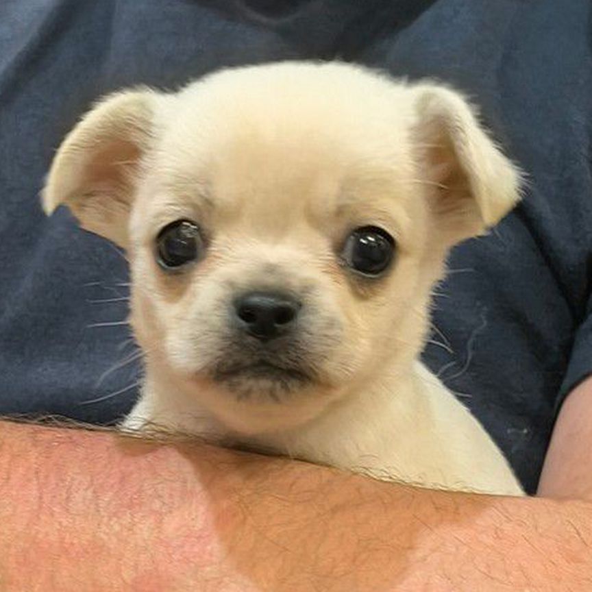 Чихуахуа, щенок