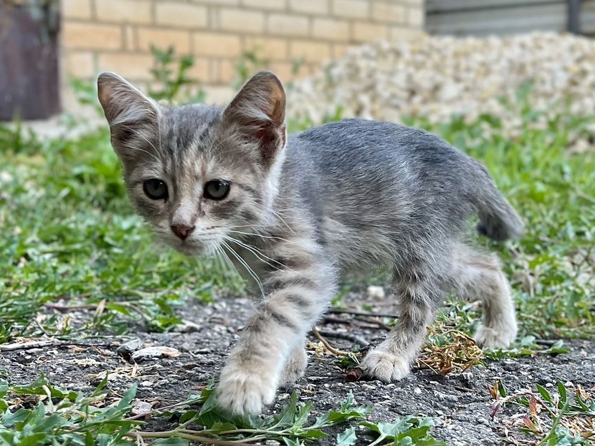 Котёнок в добрые руки