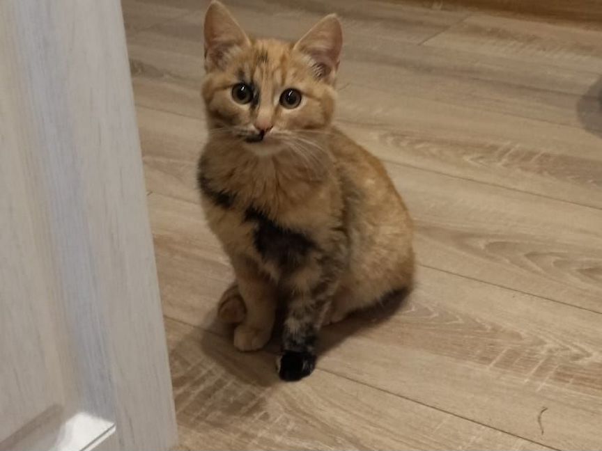 Котята в добрые руки бесплатно