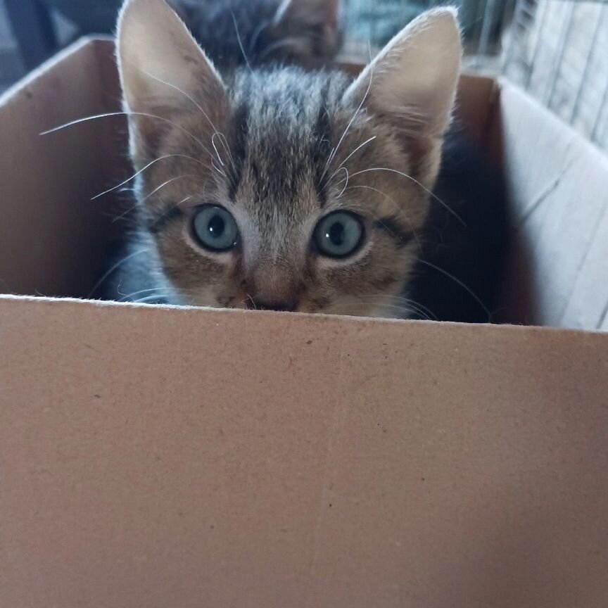 Котенок Шуршик