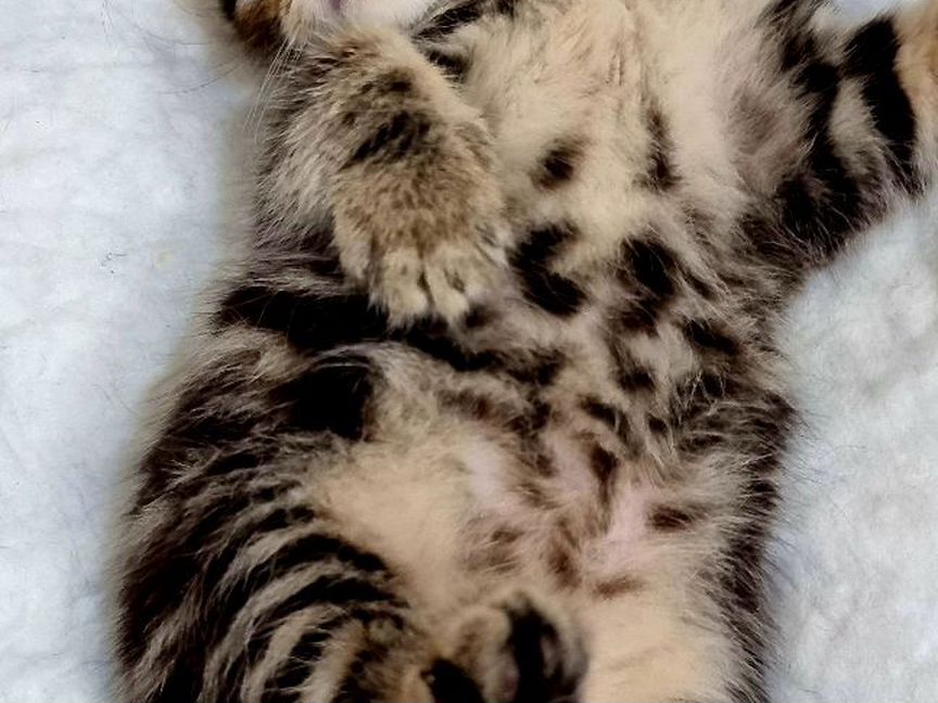 Шотландский прямоухий котенок