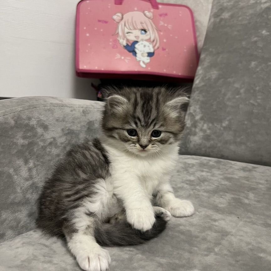 Шотландский вислоухий длинношёрстный котёнок