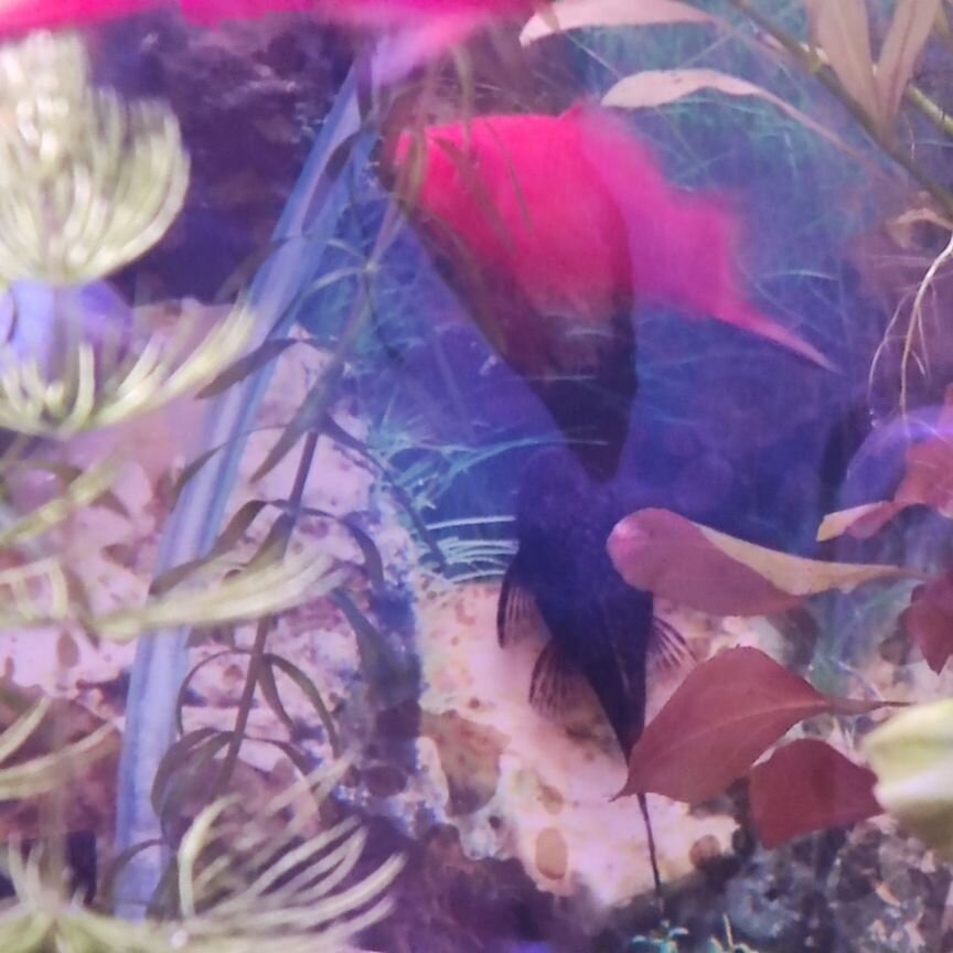 Самцы меченосцев