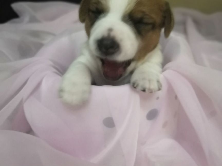 Продажа щенков