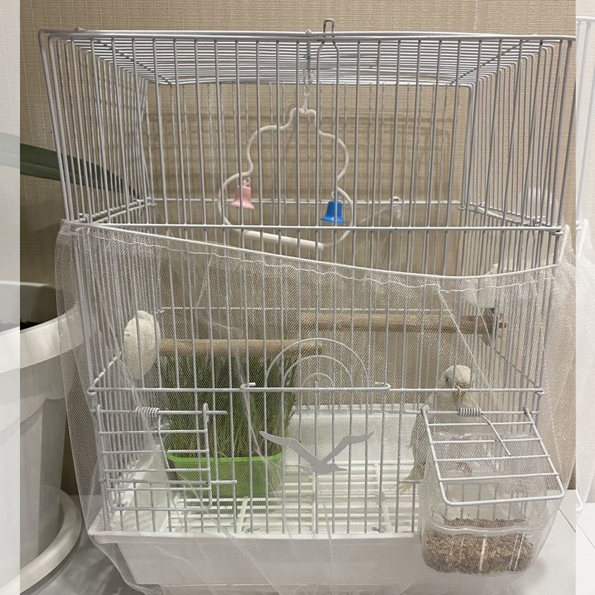 Волнистый попугай