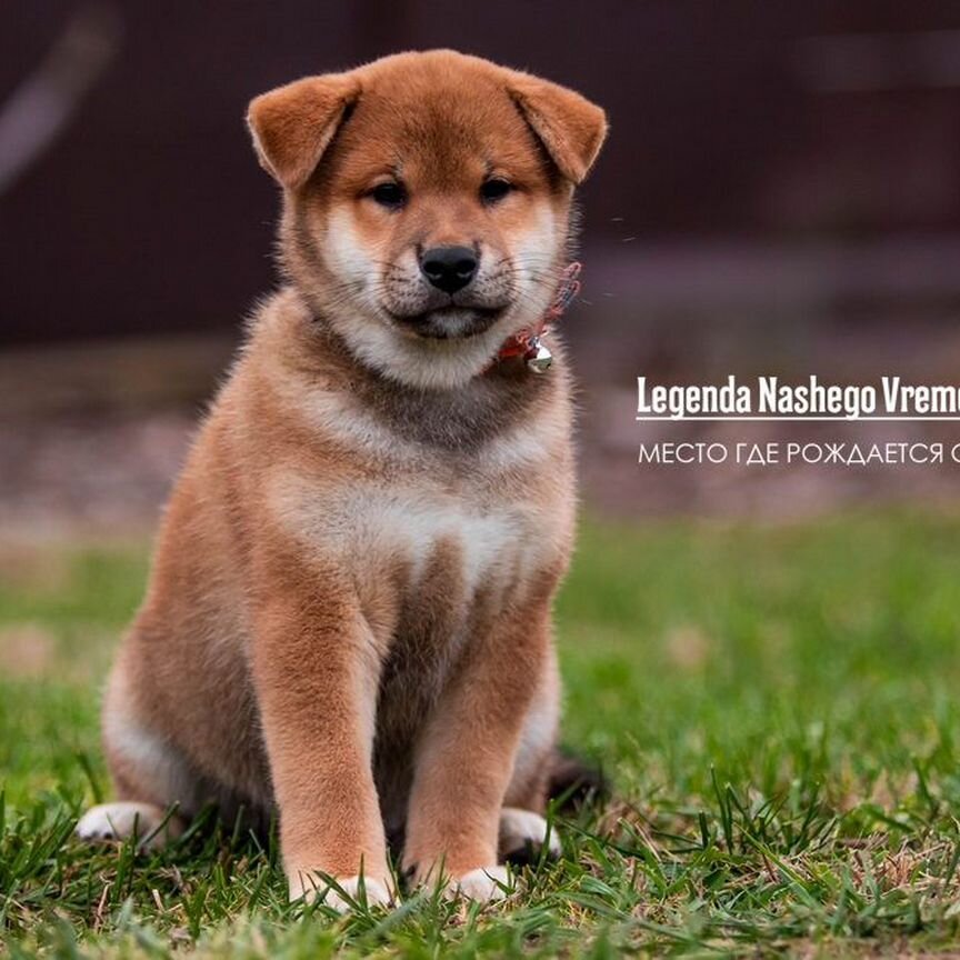 Щенки сиба от Чемпиона