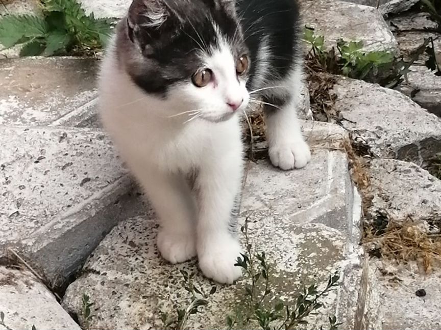 Котонек