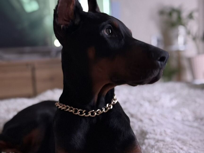 Собака доберман щенок