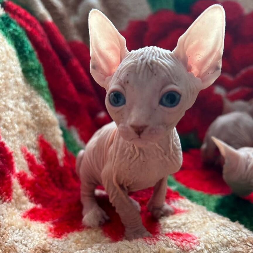 Канадский сфинкс котёнок