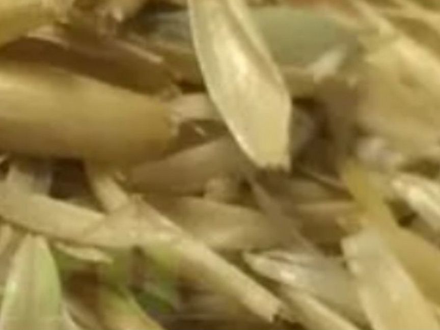 Зерноотходы овса, ячменя, гороха для овец, лошадей