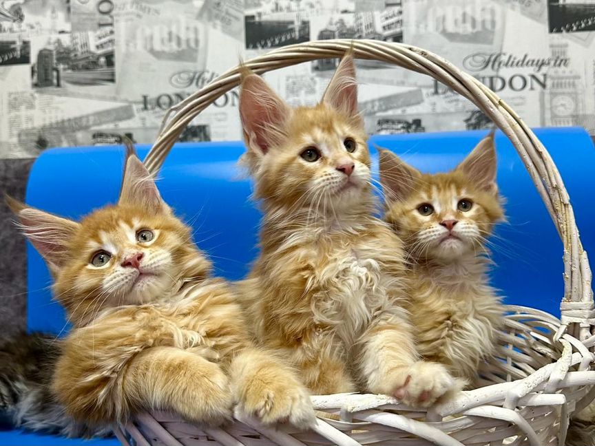 Котята мейн-кун