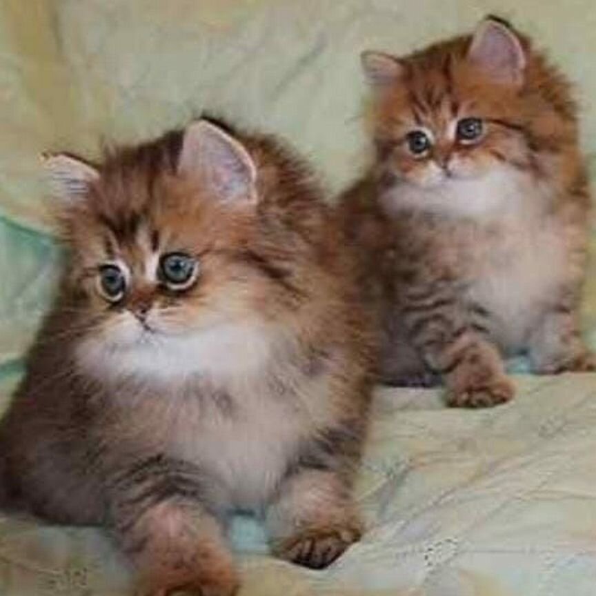 Британские котята золотая шиншилла