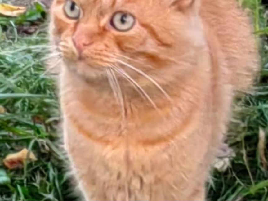Чудесный рыжий котик ищет дом