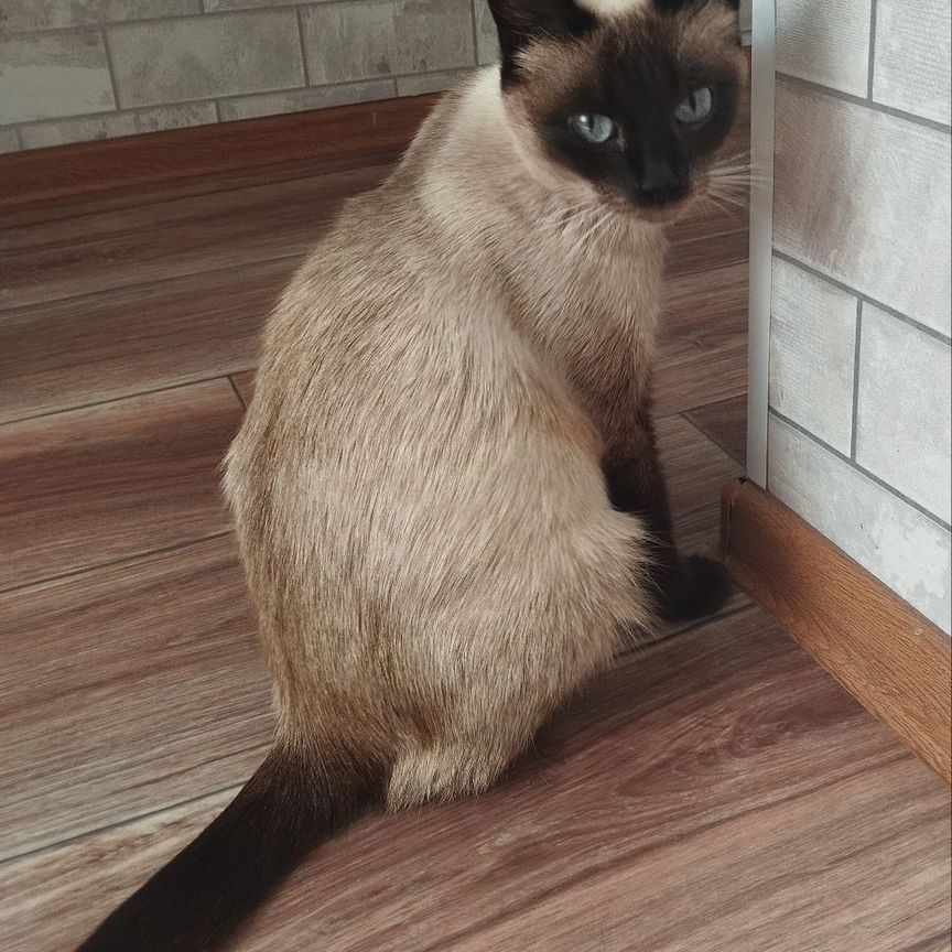 Стерилизованная кошечка