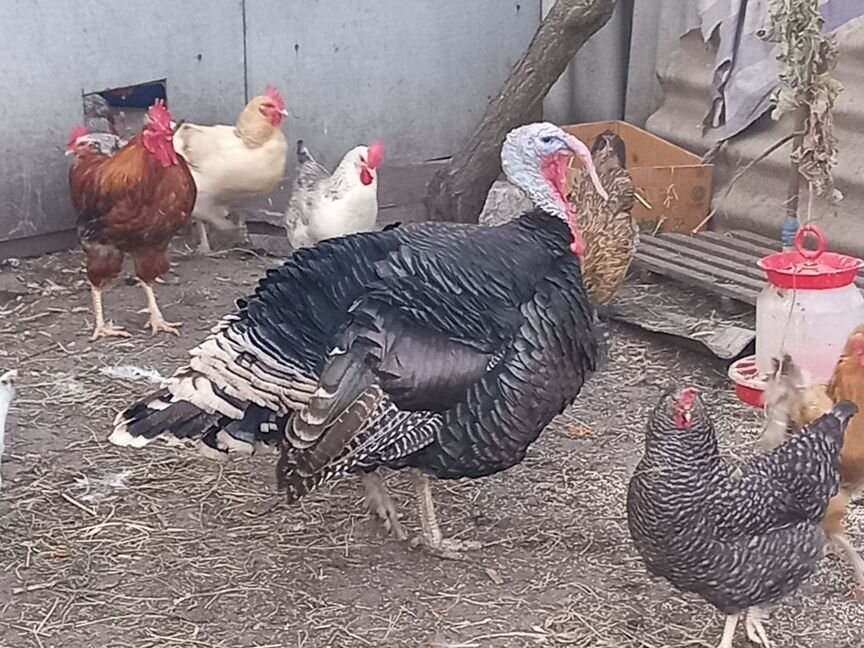 Продается индюк