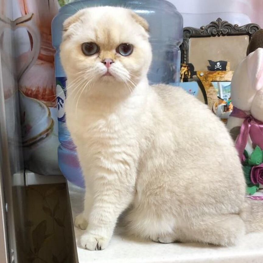 Шотландская вислоухая короткошёрстная, взрослая кошка