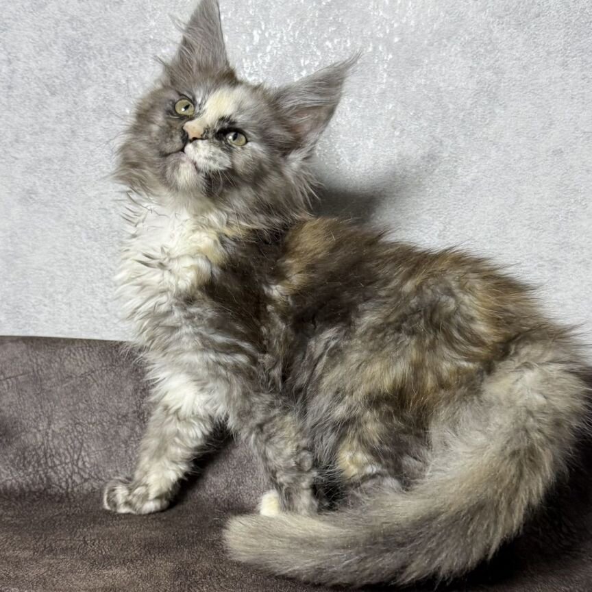 Мейн-кун котёнок