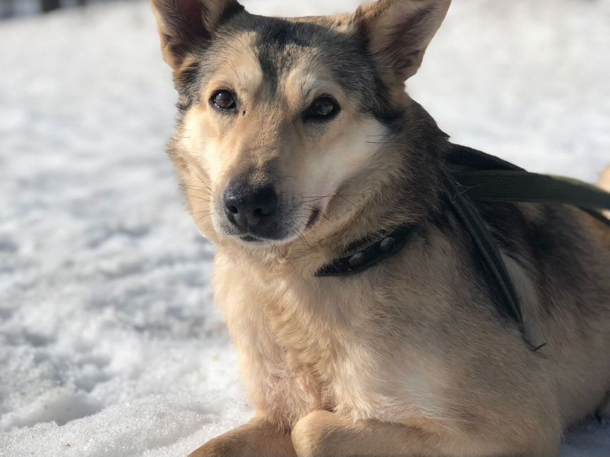 Спасите арию