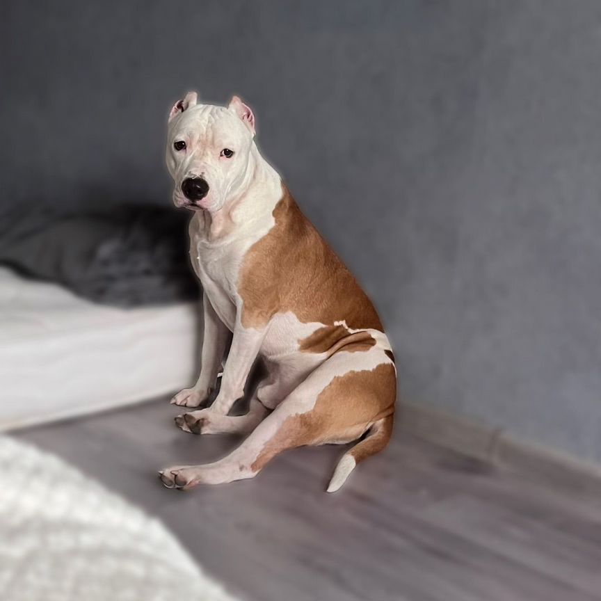 Стаффорд вязка