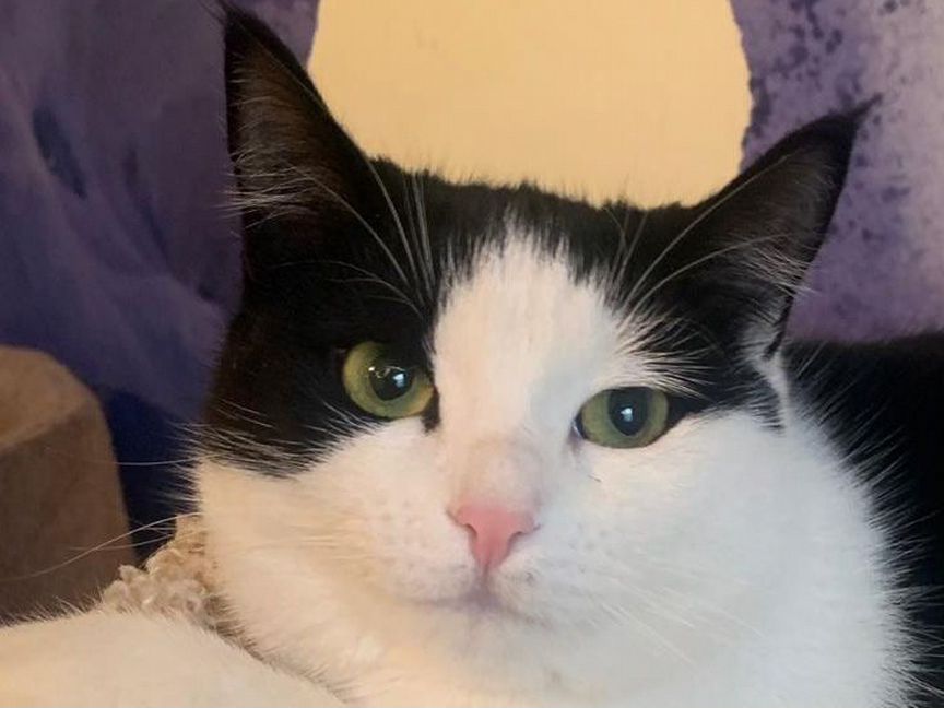 Котенок с коротким хвостиком