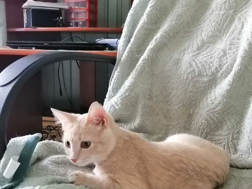 Котенок в добрые руки
