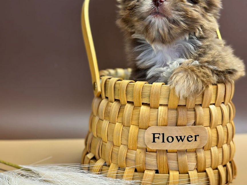 Цветной йорк девочка