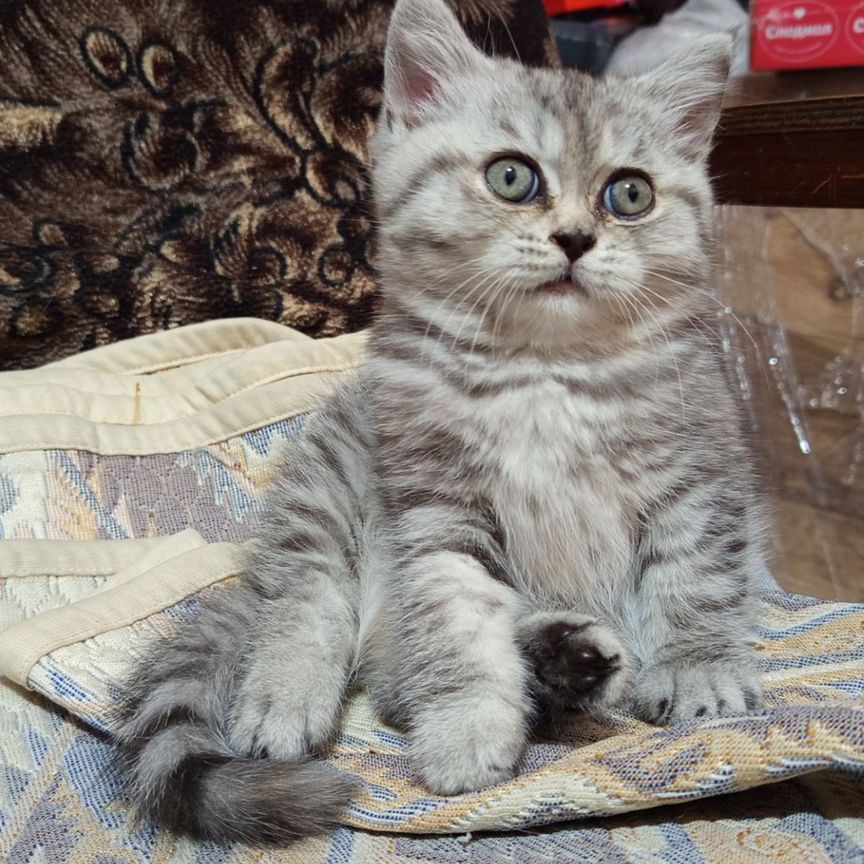 Кошечка, метис, 1,5 мес