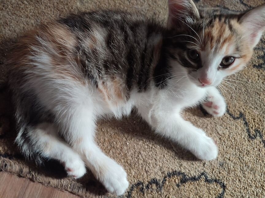 Отдам в добрые руки котенка