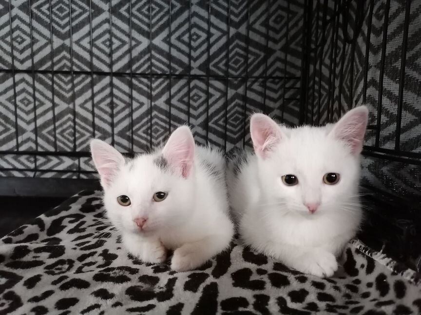 Два брата-акробата найдены у реки