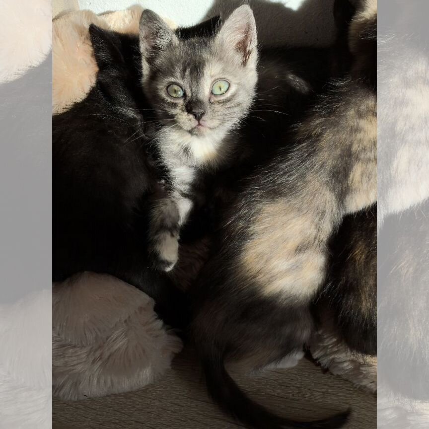 Пристраивается котёнок