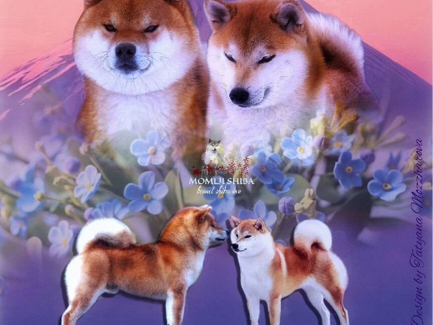 Щенки сиба ину