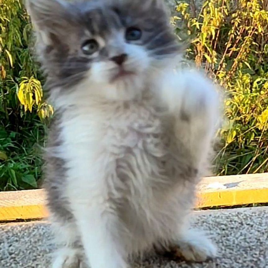 Почти Бетмен