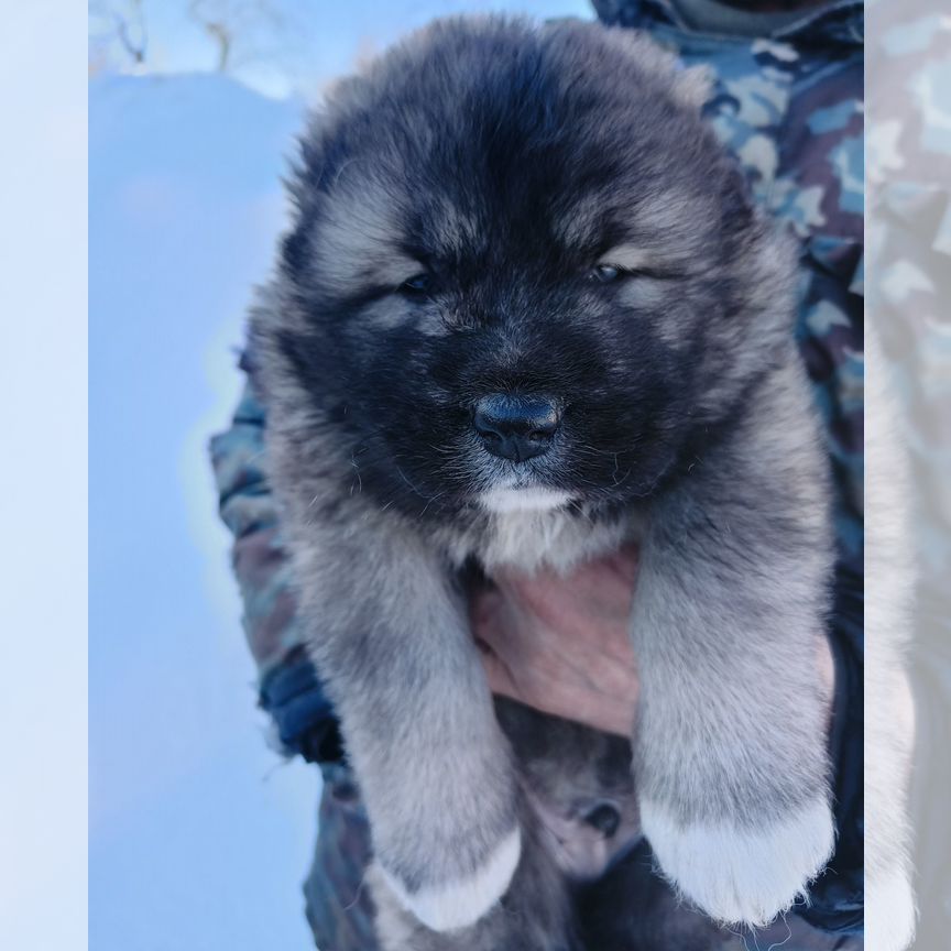 Кавказская овчарка, щенок