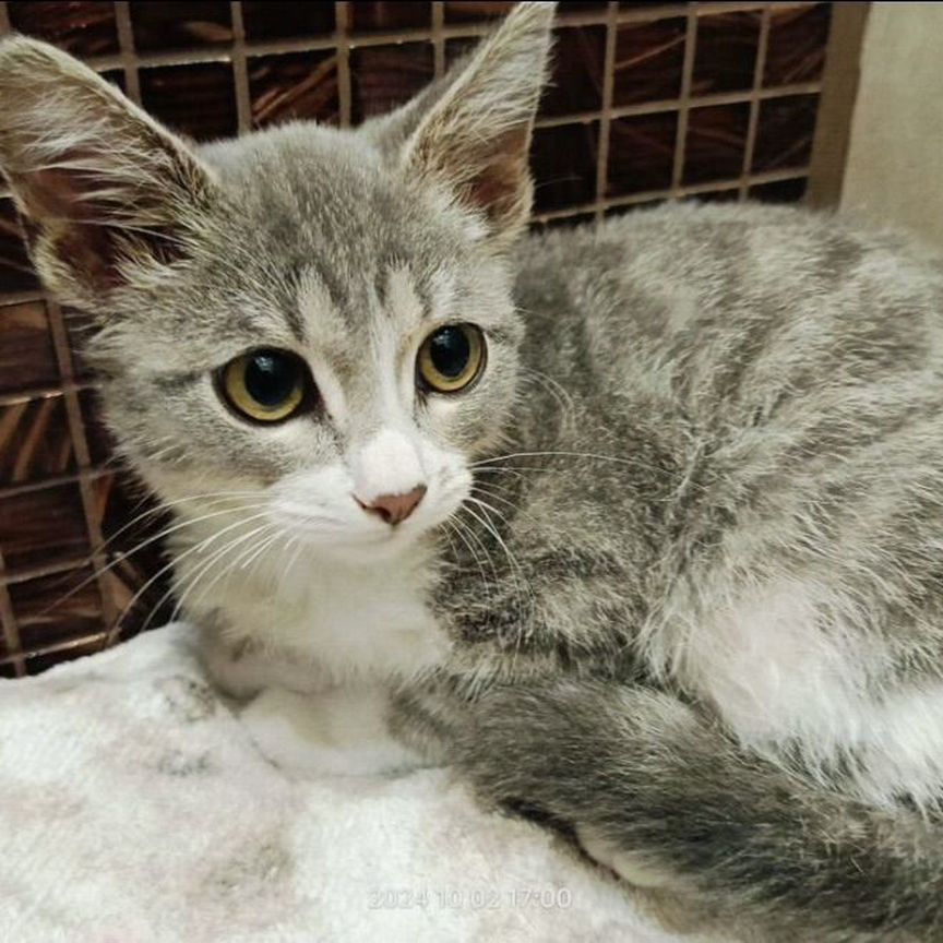 Котенек мальчик