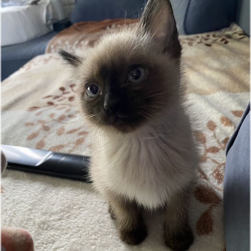 Продам сиамского котенка