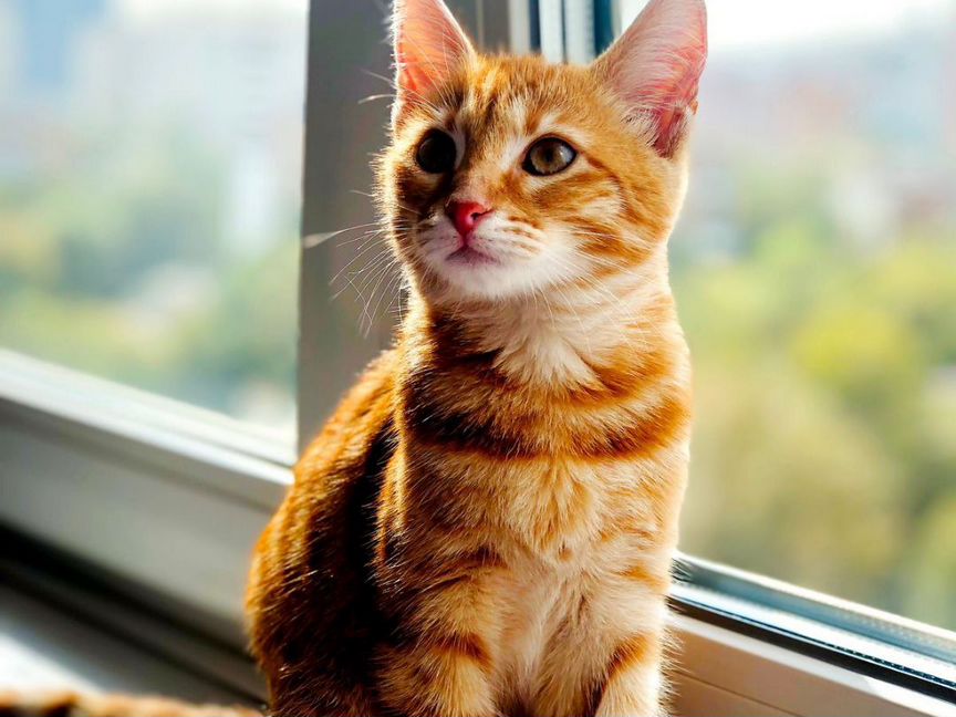 Кошки