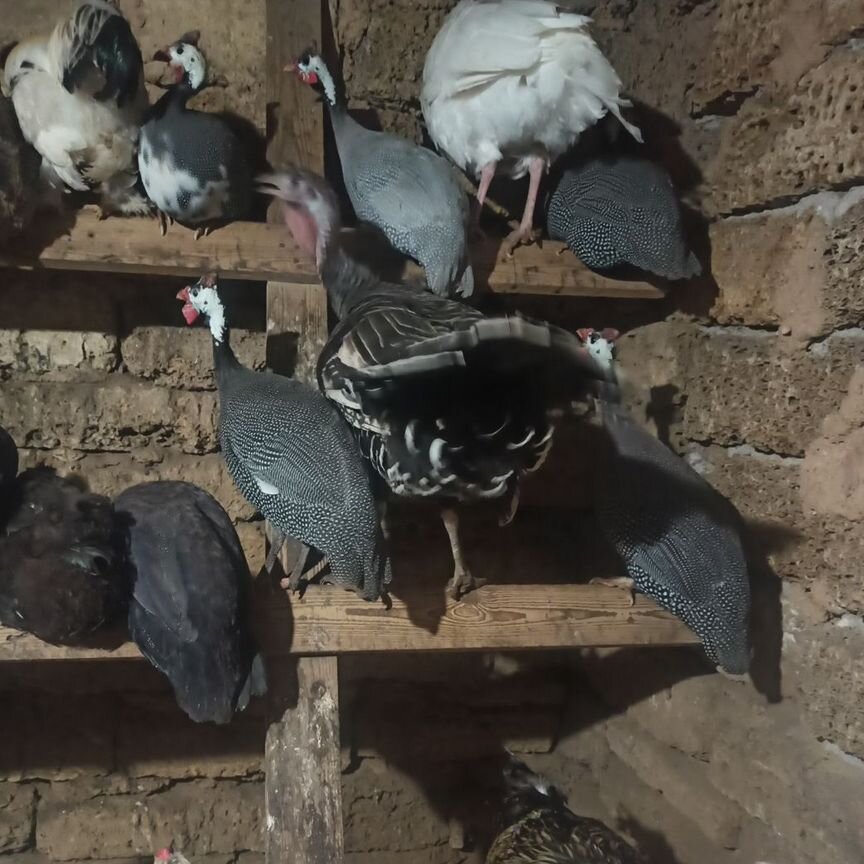 Петухи.Цецарки