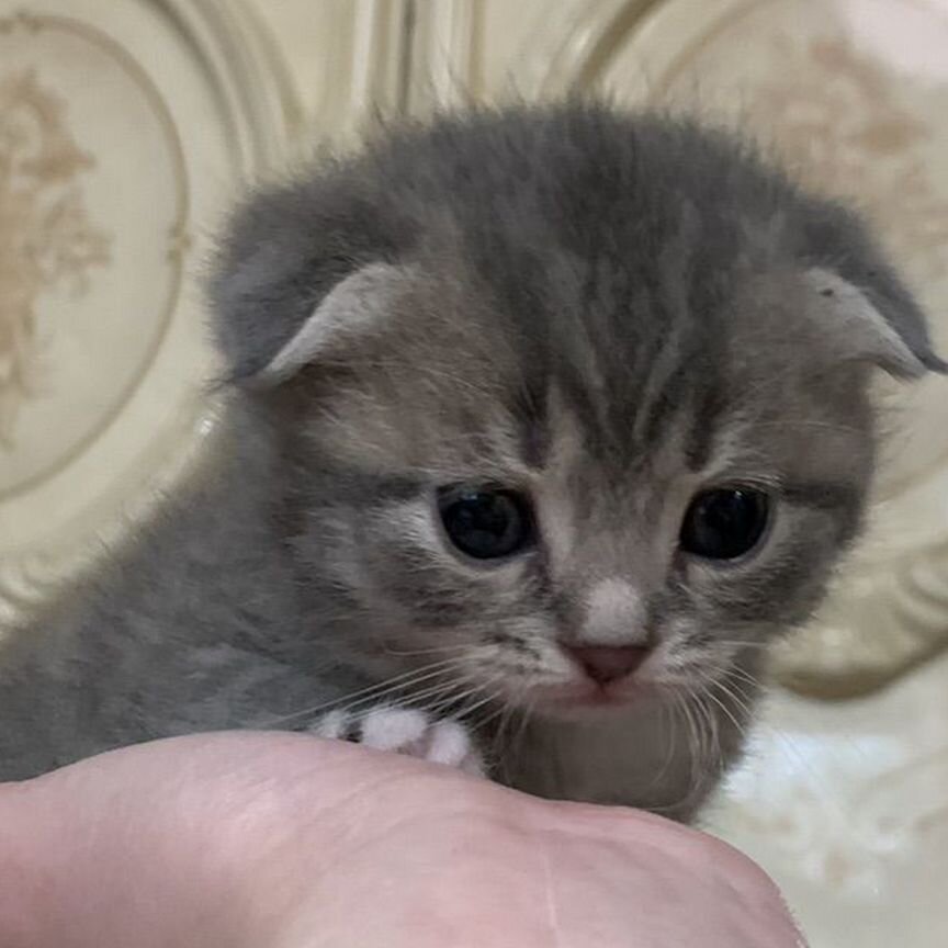 Шотландские вислоухие котята
