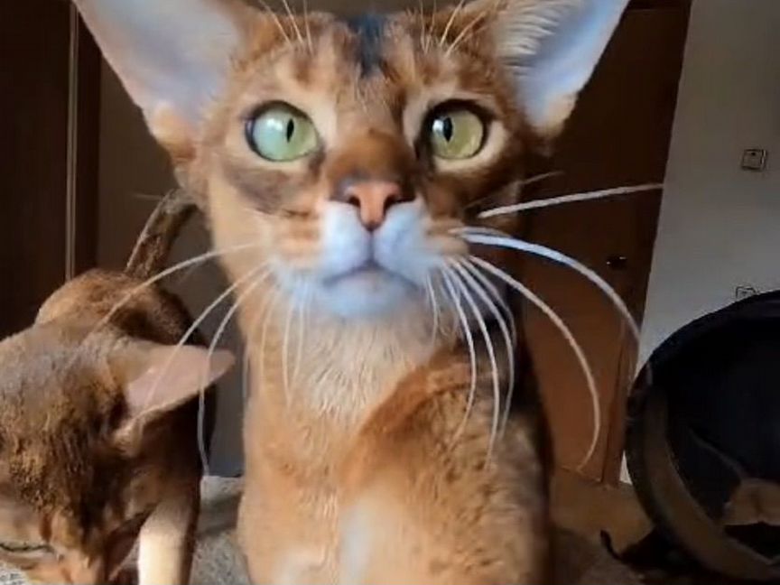 Абиссинский кот