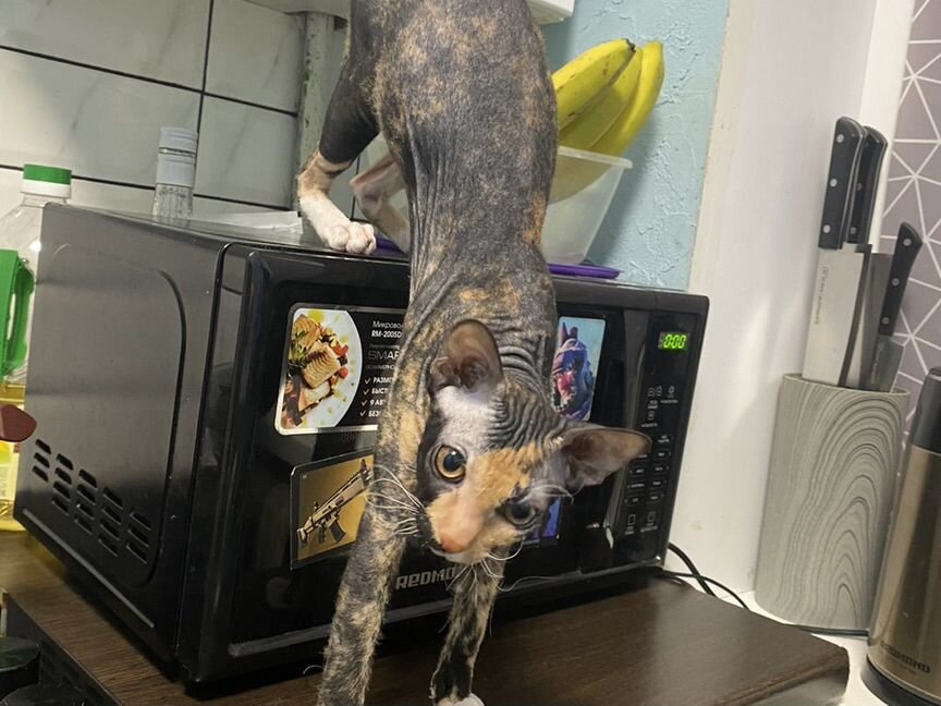 Канадский сфинкс