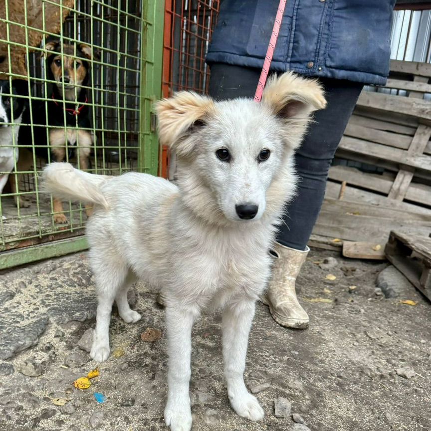 Пушистый хвостик и твой будущий друг